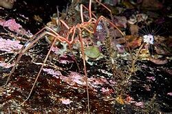 Sea Spider Wikipedia