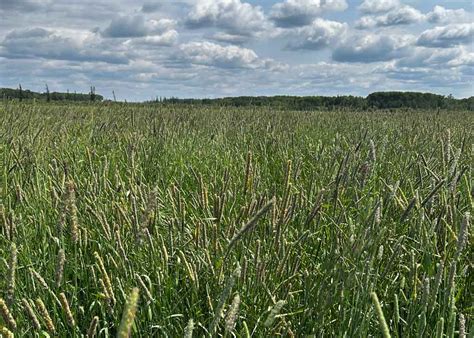 New Forage Grass Named For Prize Winning Racehorse Crop Development