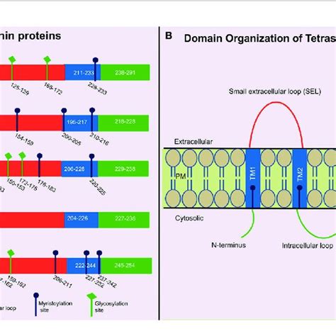 Tetraspanin Functions In Various Cellular Processes Download