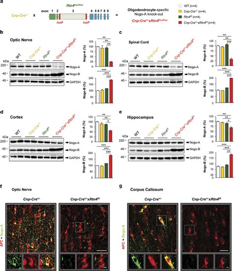Generation And Characterization Of Cnp Cre −xrtn4flox Flox Nogo A Ko Download Scientific