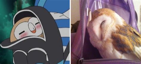 Backpack Funny Posts Pictures And S On Joyreactor