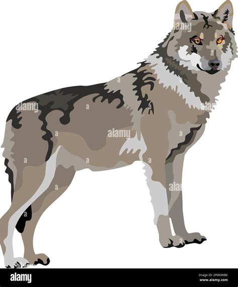 Wolf Mammal Animal Vector Stock Vector Image And Art Alamy