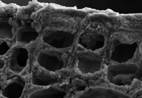 Coralline Algae Under The Microscope Smithsonian Ocean