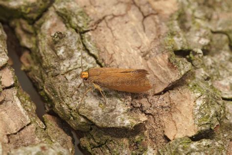 Macro Shot Of A Crassa Unitella Micro Small Moth On A Branch Stock