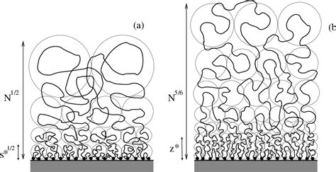 A Hierarchical Loop Structure Of The Adsorbed Layer In The Melt