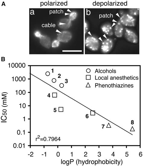 The Drug Potencies In Yeast Obey The Meyer Overton Correlation A