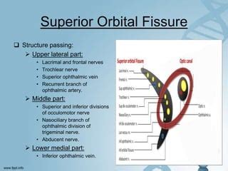 Superior Orbital Fissure Nerves