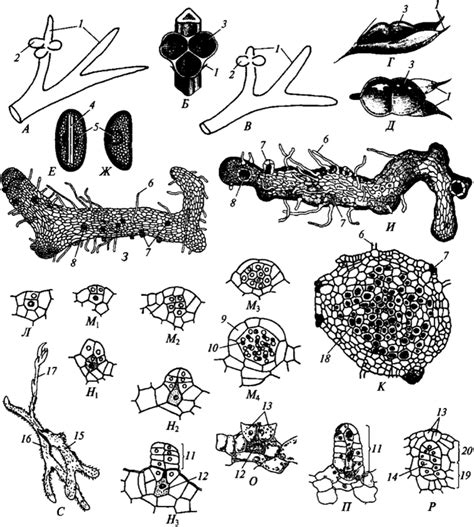 Класс псилотовыс Classis Psilotopsida Высшие растения Часть 2 Высшие споровые растения