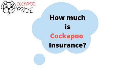 Cockapoo Price How Much Do Cockapoos Cost Uk Cockapoo Pride