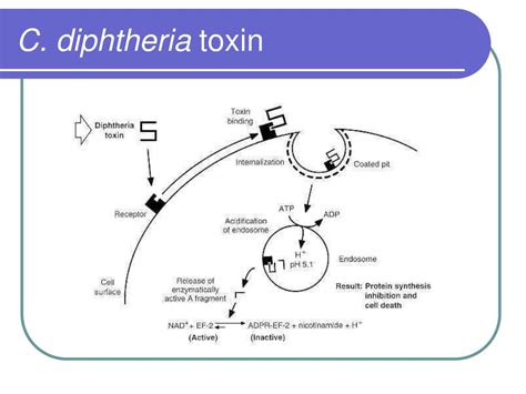 Ppt Corynebacterium Powerpoint Presentation Free Download Id201783