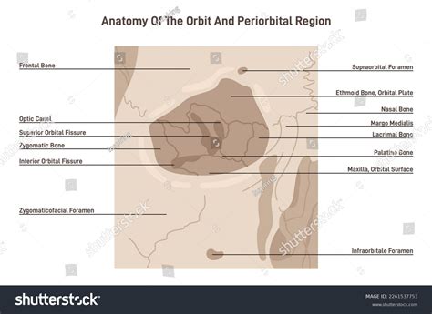 Orbital Bone Anatomy