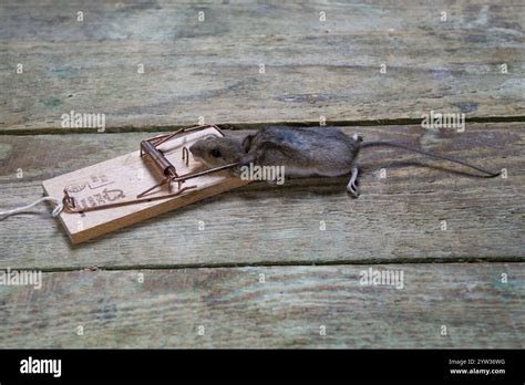 Mouse House Mouse Mus Musculus In The Trap Dead Caught Mousetrap