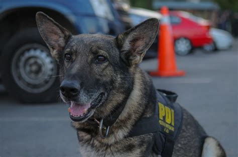 Día Del Perro Pdi Entrega 5 Recomendaciones Para Cuidar A Estas