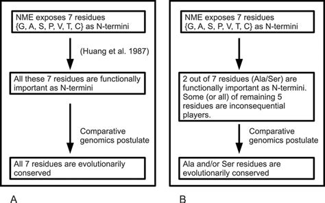 Two Alternative Cases For Nme Function A Nme Exposes Seven Residues
