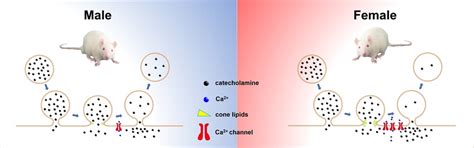 Single‐vesicle Electrochemistry Reveals Sex Difference In Vesicular