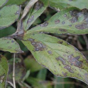 Twig Blight Identify Prevent And Treat It