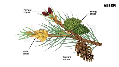 Pinus Info And Guide Evergreen Conifers