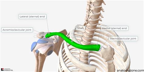 Clavicle Structures Muscle Attachments 3d Model Anatomyzone