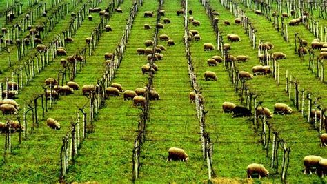 Marco Michelini La Pecora Nera 2023 Available For Sale Artsy