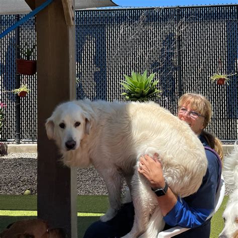 Daisy Thinking Shes A Lap Dog ️ Furry Friends Resort
