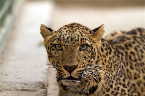 Leopard Attacks Homes Kills Livestock In Haripur Village