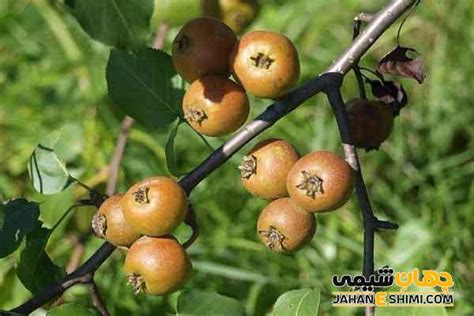 خواص گلابی جنگلی چیست؟ فواید، ارزش غذایی، کاربرد و مضرات آن جهان شیمی