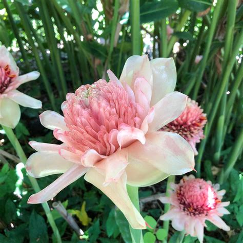 Murchison Museum P469 Who Are We L To R Please Identify With Number Teacher Jim Adams Back