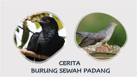 Fikirlu Cerita Burung Sewah Padang Atau Tahu