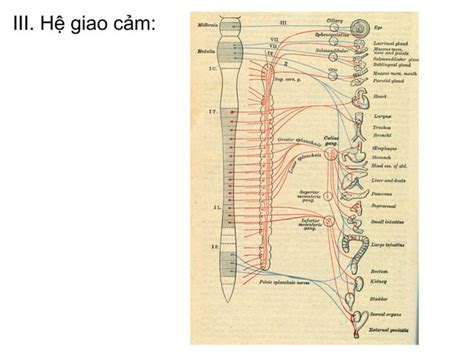 HỆ THẦN KINH TỰ CHỦ PPT