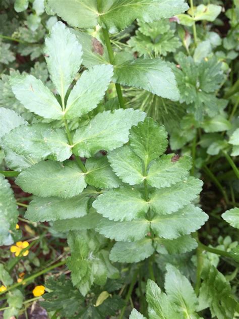 Wild Parsnip Wild Parsnip