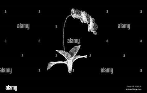 3d Orchid Rotates On Black Background Flowers And Beauty Concept Wild