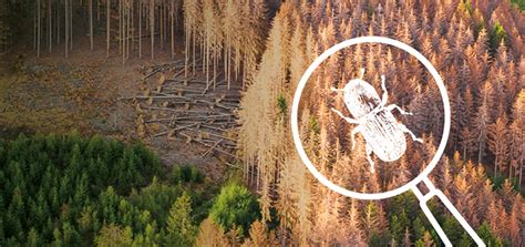 Bark Beetle Emergency Università Di Padova