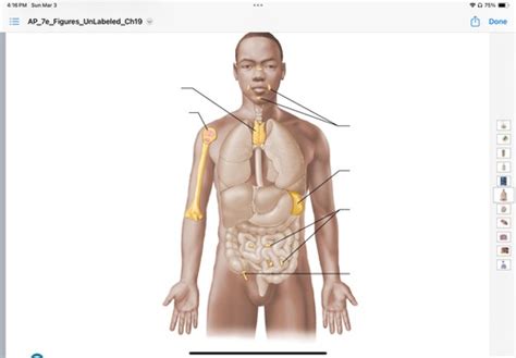 Lymphatic System Flashcards Quizlet