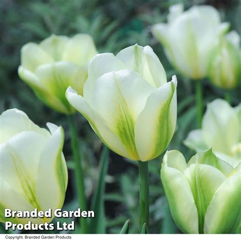 Tulip Spring Green Dobies