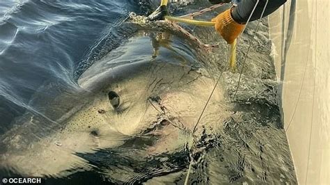 Cá Mập Hổ Xuất Hiện Gần Bờ Cape Cod Khiến Ngư Dân Hoảng Hốt Báo Tri