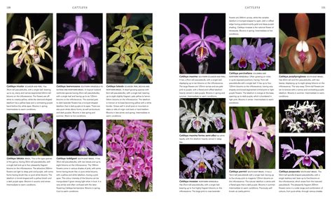 Orchid Species Of The World David P Banks