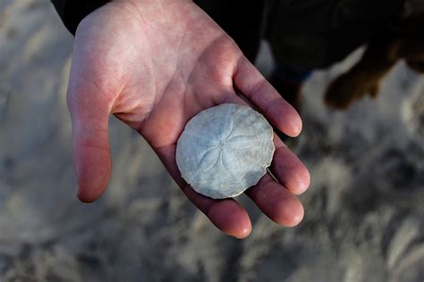 Sand Dollar Mouth