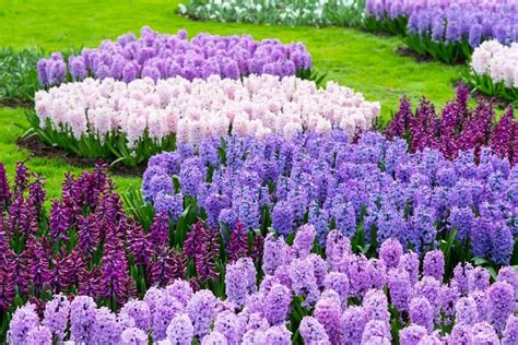 Hyacinths Grow And Care For Hyacinth Flowers Garden Design