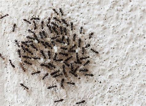 Whats The Best Way To Get Rid Of An Ant Infestation In My South