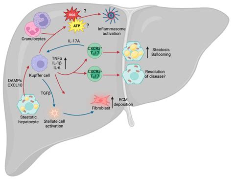 The Influence Of Sex Hormones In Liver Function And Disease Pmc
