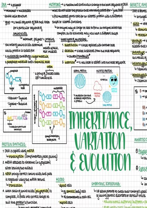 Summary Biology Module 6 — Inheritance Variation And Evolution Science Stuvia Uk