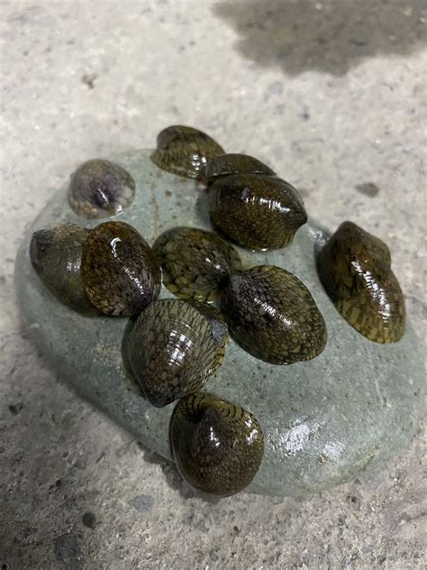 【螺貝類】 嘉嘉寵物 觀賞水族 兩棲爬蟲昆蟲