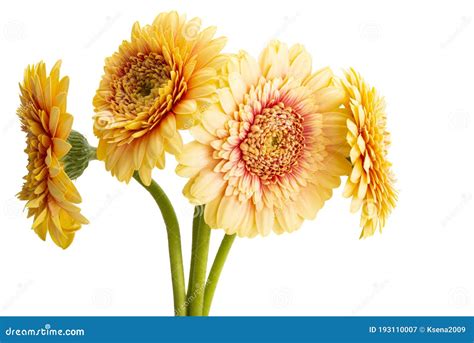 Gerbera Pomponi Isolated Stock Image Image Of Pink 193110007