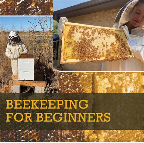 Intro To Beekeeping Class — Denver Tool Library Lending Diy Classes