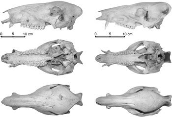 New Records Of The Endangered Chacoan Peccary Catagonus Wagneri Suggest