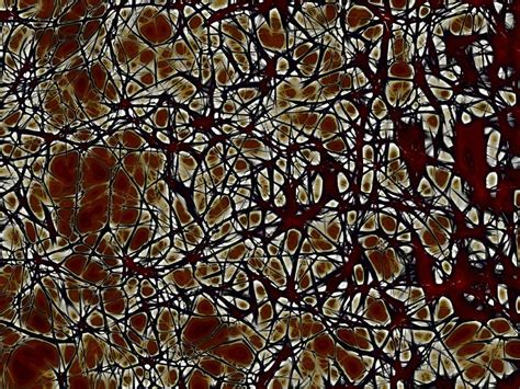 ¿cuántos Tipos De Neuronas Que Existen