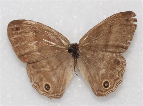 Cissia Myncea Cramer 1780 Butterflies Of Guyana