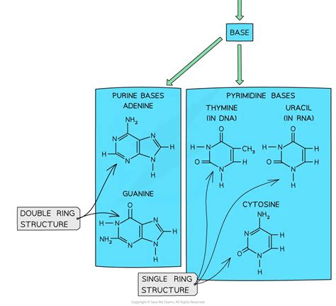 Dna Structure Dp Ib Biology Revision Notes 2023