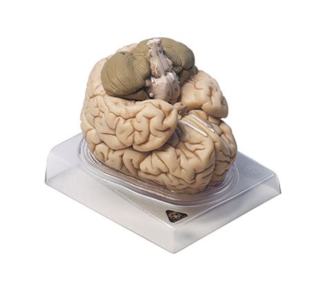 Somso Brain 8pt Anatomical Model