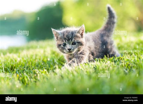 Cute Grey Kittens